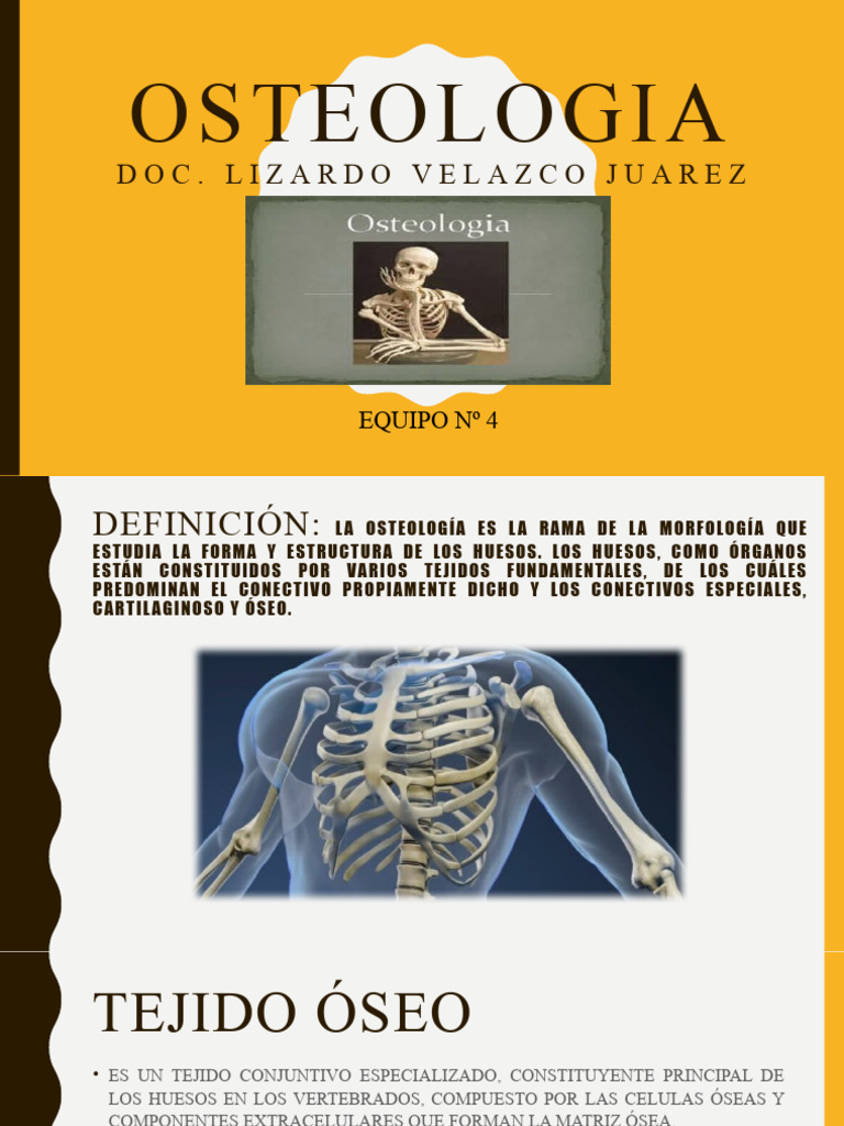 Osteología: Estructura y Función Ósea | PDF | Hueso | La matriz ...