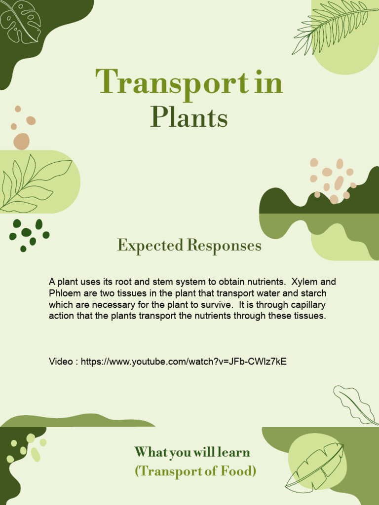 Plant Transport Systems Explained | PDF | Plant Stem | Leaf