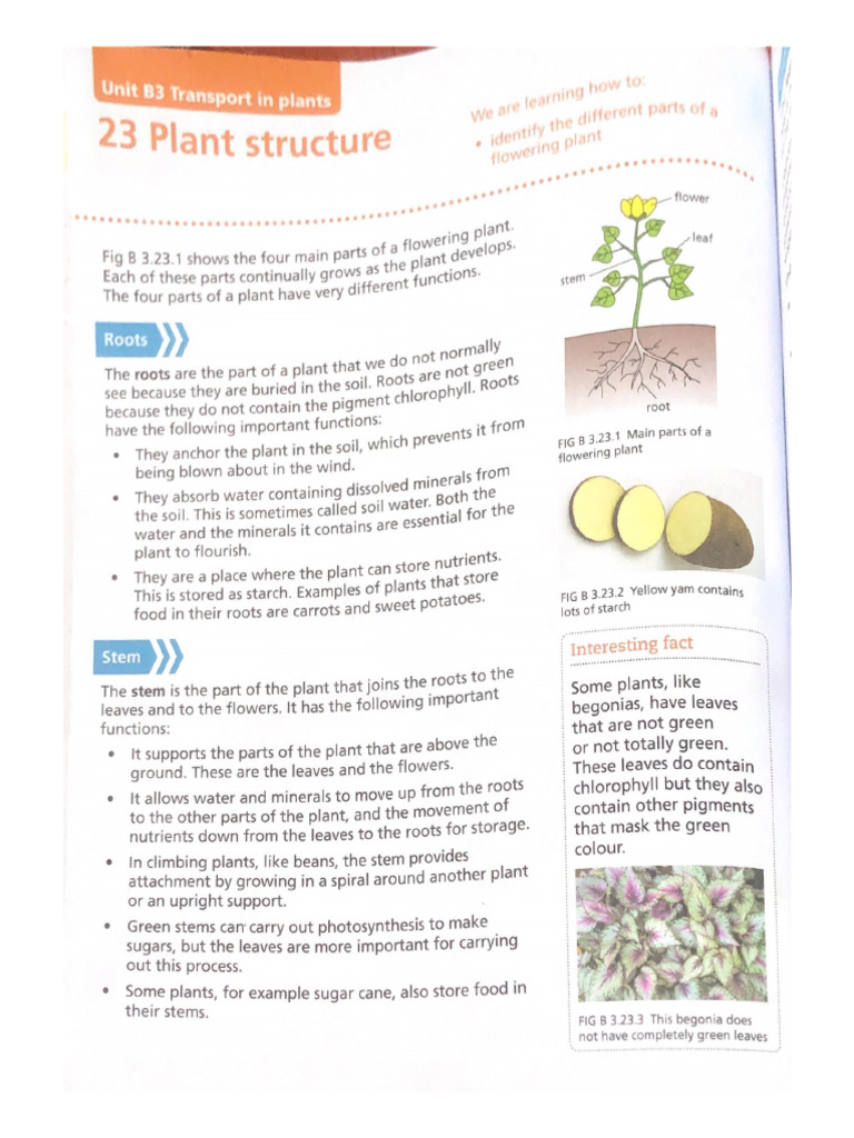 Kami Export - 23 Plant Transport Grade 9 | PDF