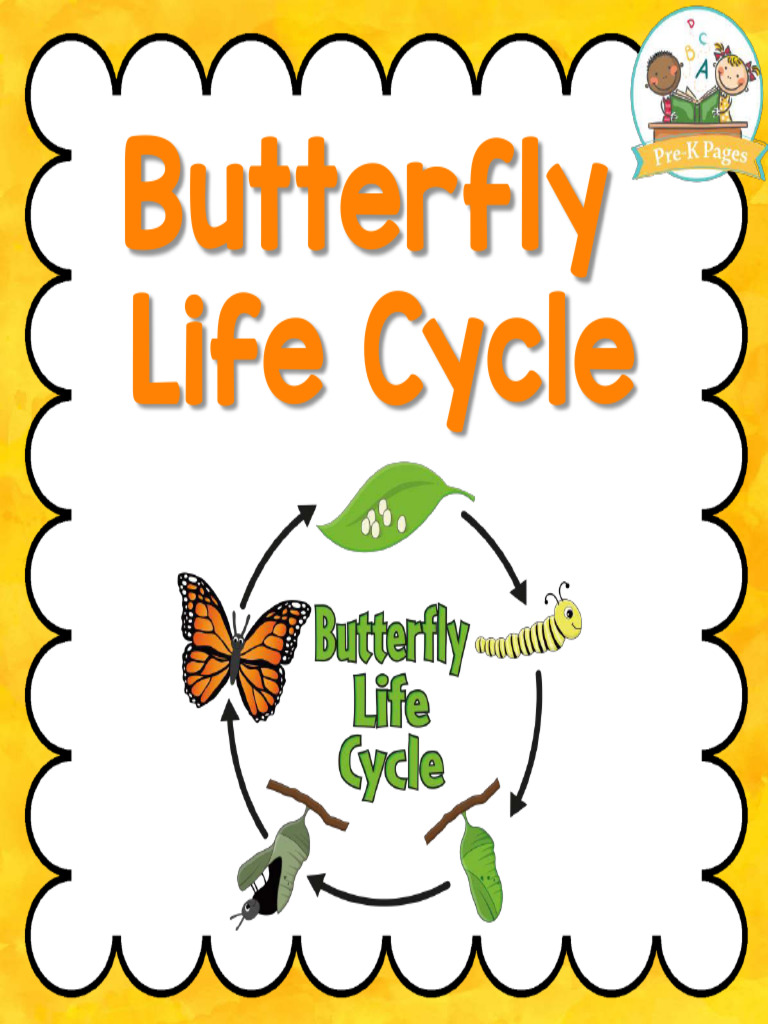 Butterfly Life Cycle | PDF | Pupa | Butterfly