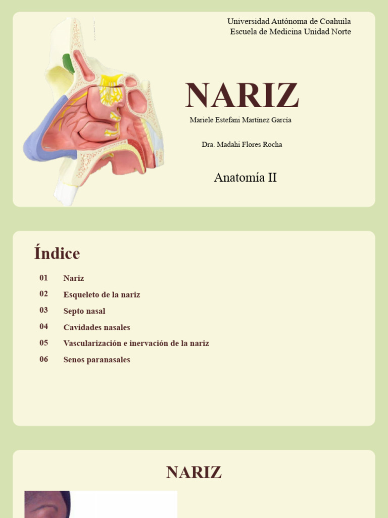 Nariz, Cavidades Nasales, Vascularización e Inervación | PDF | Nariz humana | Rasgos faciales