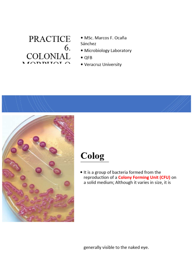 Practice 6 - Colonial Morphology PDF | PDF | Growth Medium | Bacteria