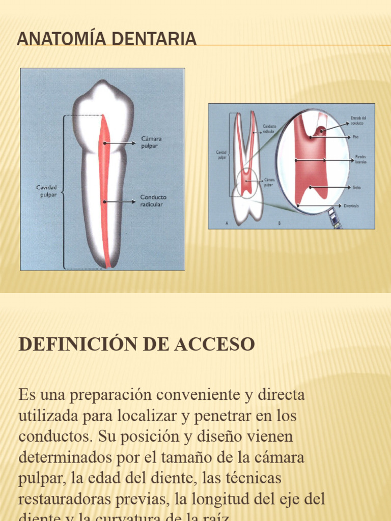 anatomia - cavidad de acceso | PDF | Diente | Odontología