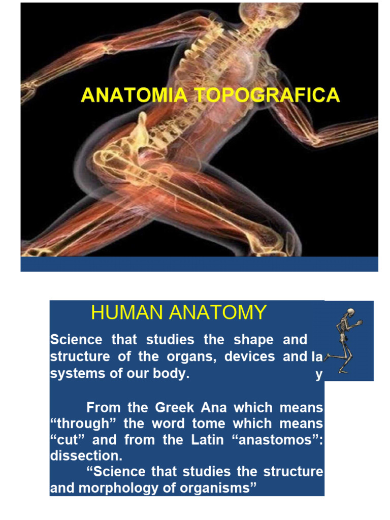 Topographic Anatomy | Download Free PDF | Anatomical Terms Of Motion ...
