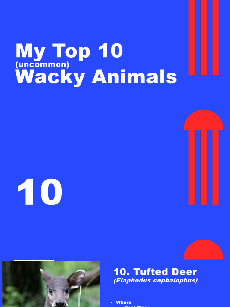 My Top 10 Wacky Animals | PDF
