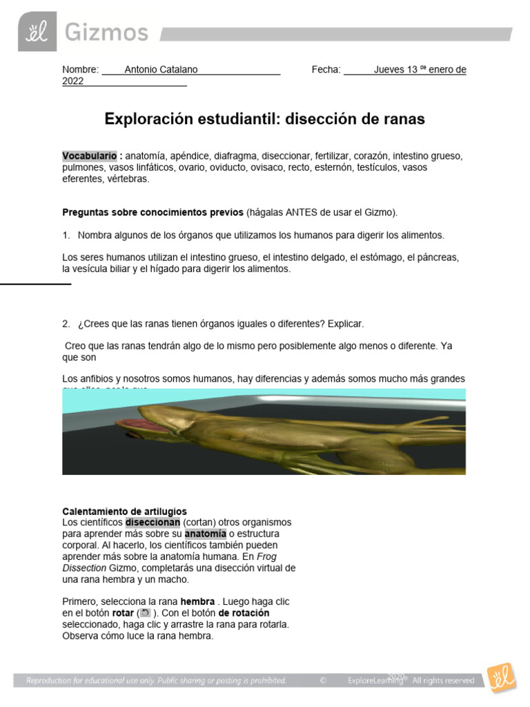 Disección Virtual de Ranas: Anatomía y Comparación | PDF | Digestión ...