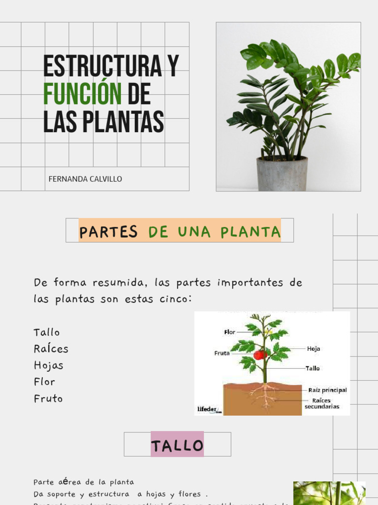 Estructura y Función de Las Plantas | PDF