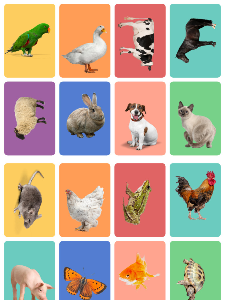Aprenda Sobre Os Animais Foto Flashcards | PDF