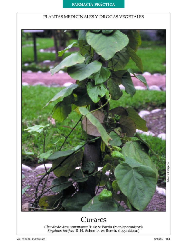 Curares: Plantas Medicinales Y Drogas Vegetales | PDF