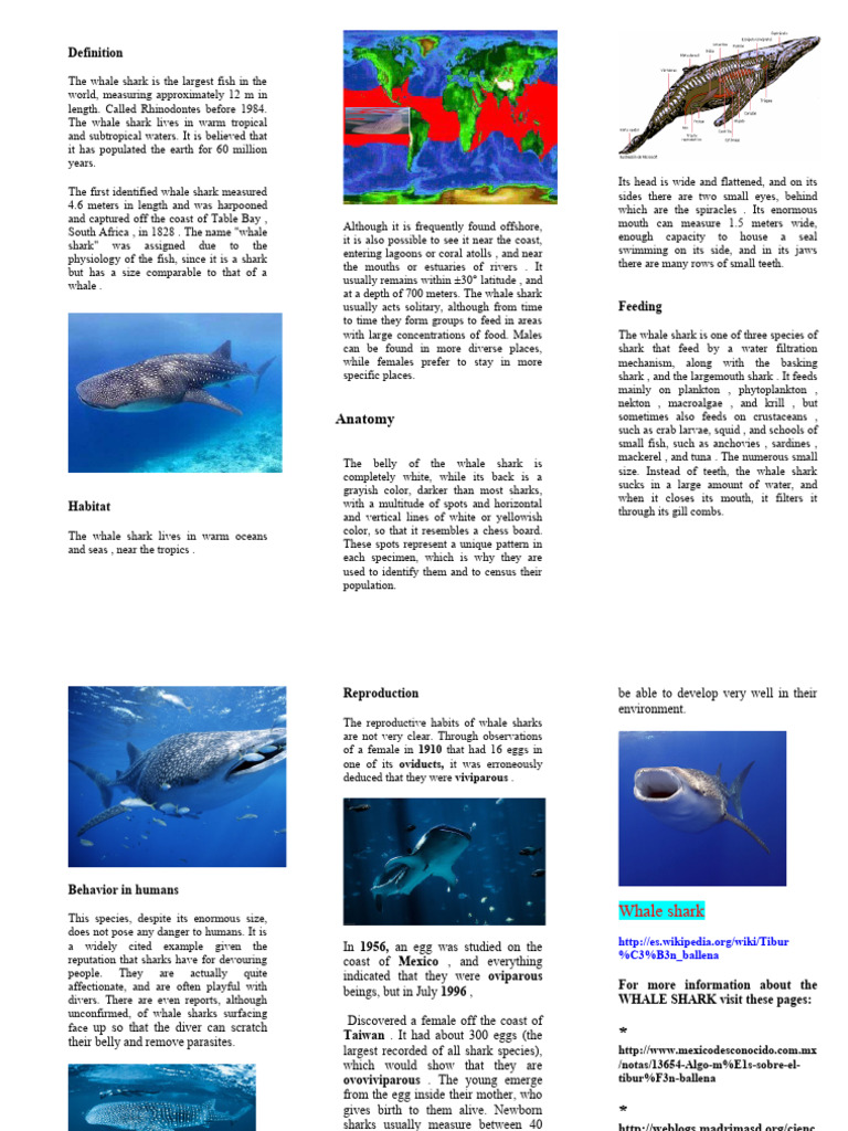 Whale Shark 1 | PDF | Sharks | Zoology