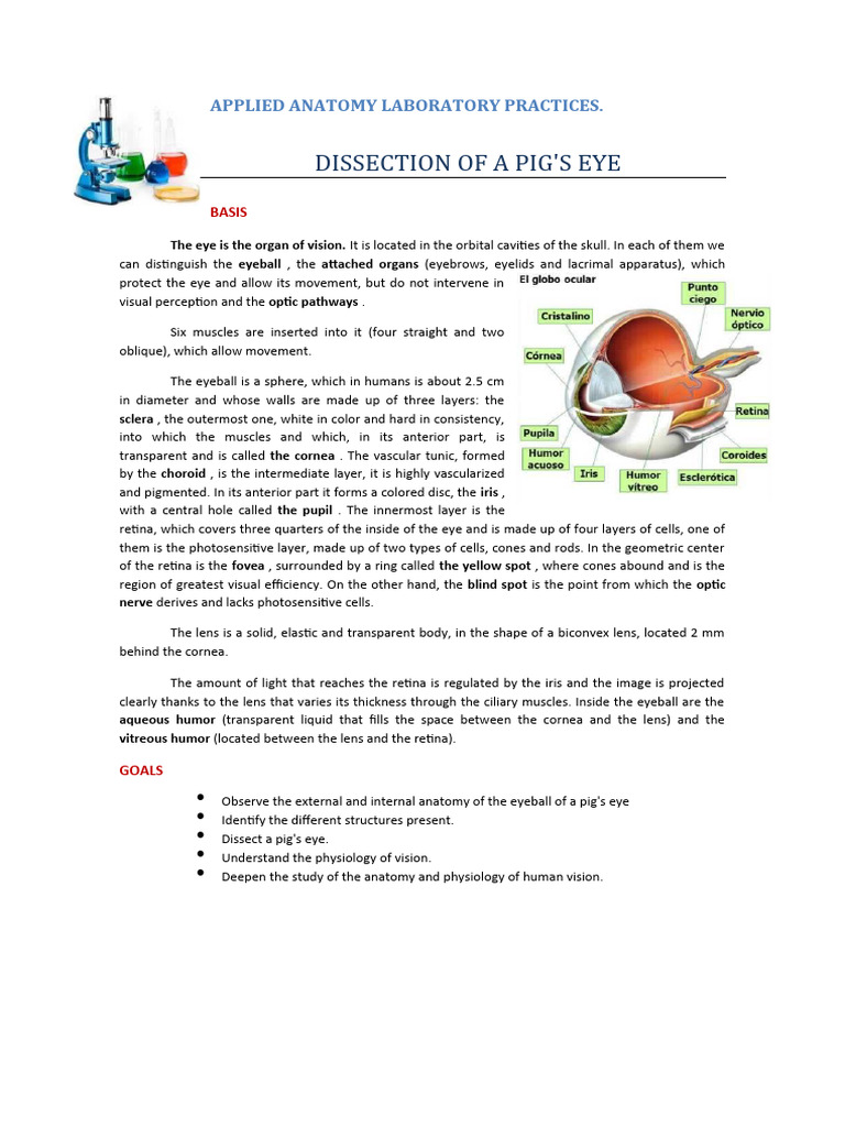 Pig Eye Dissection and Anatomy Guide | PDF | Human Eye | Eye