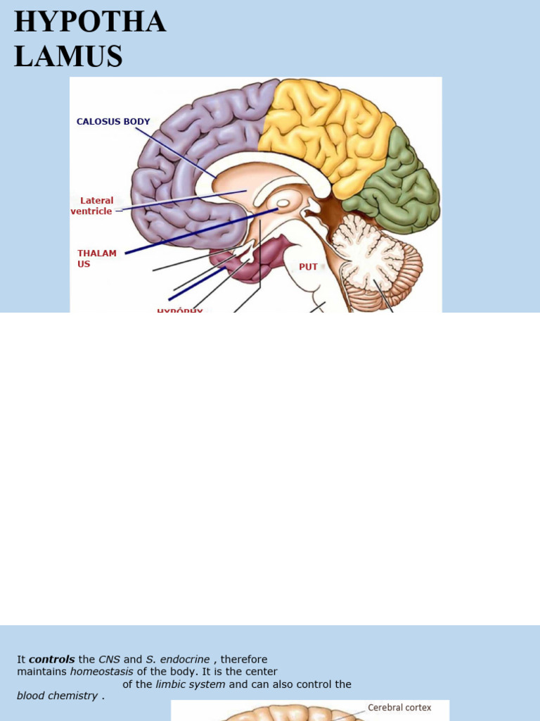 HYPOTHALAMUS | PDF | Hypothalamus | Pituitary Gland