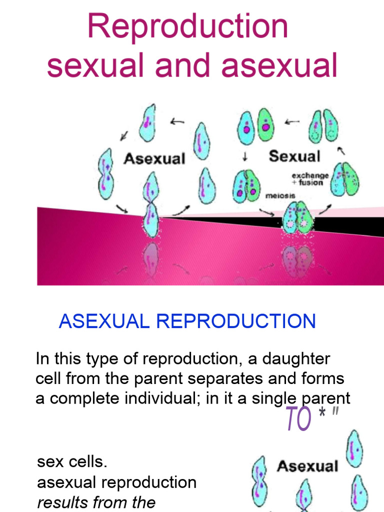Sexual and Asexual Reproduction | Download Free PDF | Sexual ...