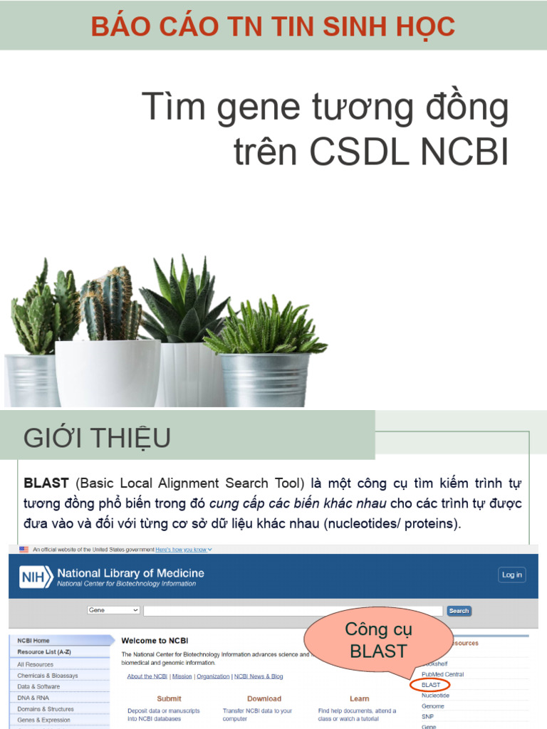 Cách Tìm Gene Tương Đ NG Trên CSDL NCBI | PDF