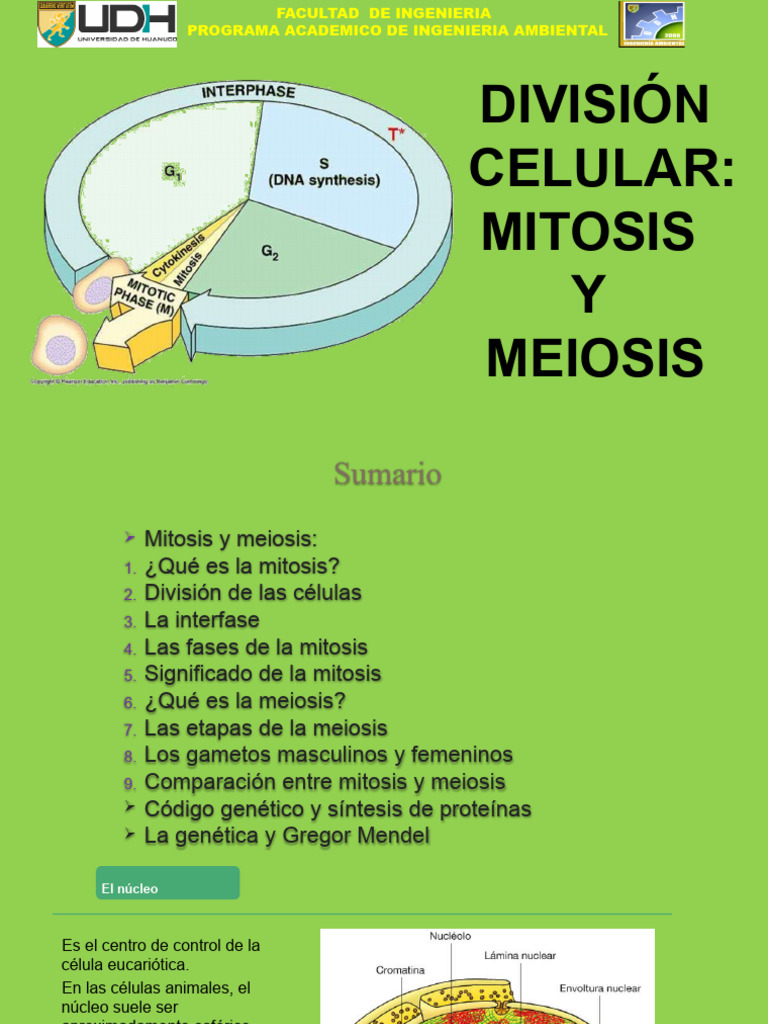 División Celular Mitosis y Meiosis | PDF | Mitosis | Mitosis
