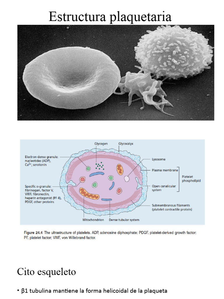 Estructura Plaquetaria | PDF | Hogar, jardinería y bricolaje