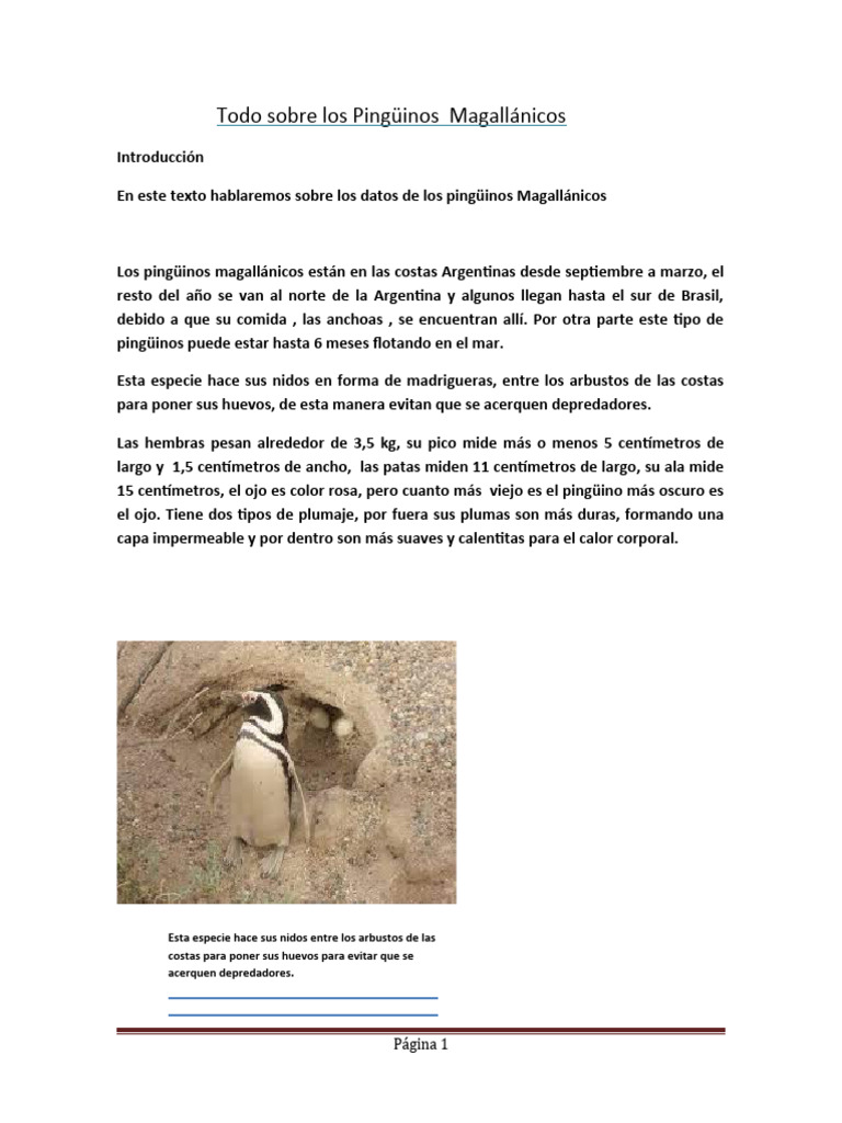 Todo Sobre Los Pingüinos Magallánicos | PDF