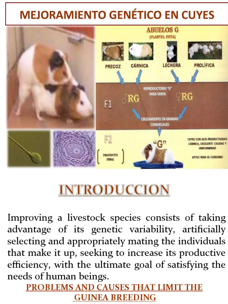 Genetic Improvement in Guinea Pigs | PDF | Guinea Pig | Selective Breeding