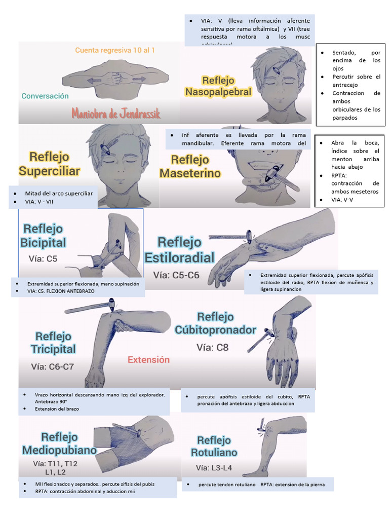 Reflejos | PDF | Sistema musculoesquelético | Anatomía