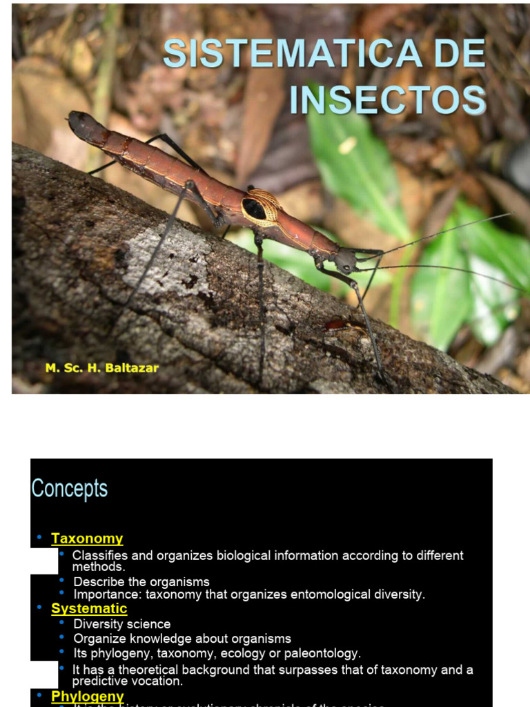 Insect Systematics | PDF | Taxonomy (Biology) | Insects