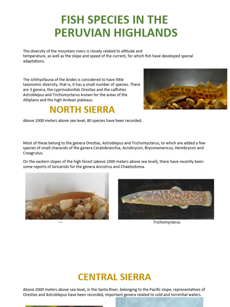 Fish Species in The Peruvian Sierra | PDF | Andes | Fish