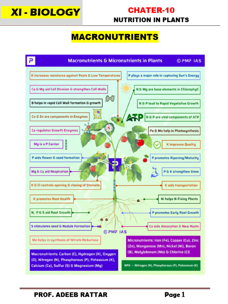 Xi-10 - Nutrition in Plants | PDF | Nutrients | Nutrition