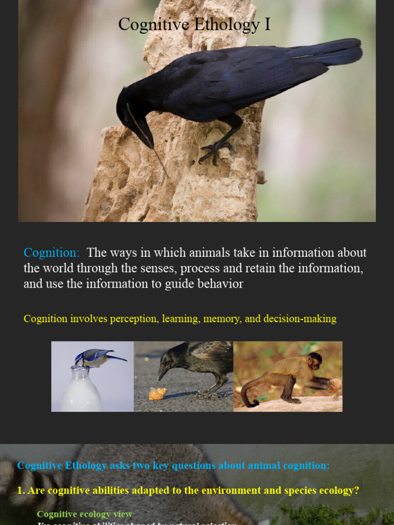 Module4 PPT10 | PDF | Dogs | Cognition