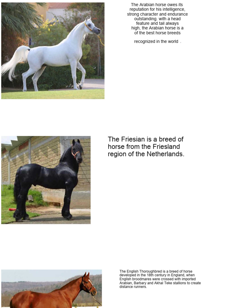 Horse Breeds | PDF | Horses | Thoroughbred