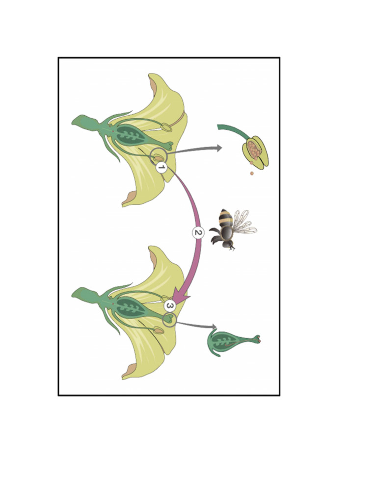 Bio Project - PDF 2 | PDF