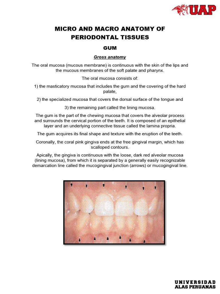 Micro and Macro Anatomy of Periodontal Tissues | PDF | Human Tooth ...