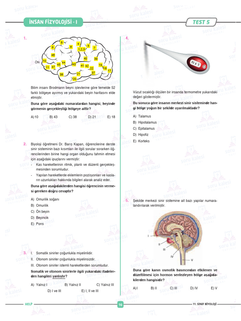 Sinir Ve Endokrin Sistem Haftalık Soru -1 | PDF