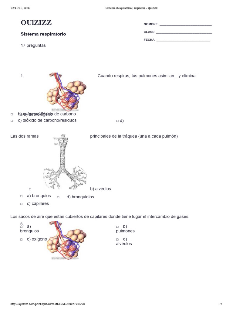 Sistema Respiratorio - Imprimir - Quizizz | PDF | Pulmón | Sistema ...