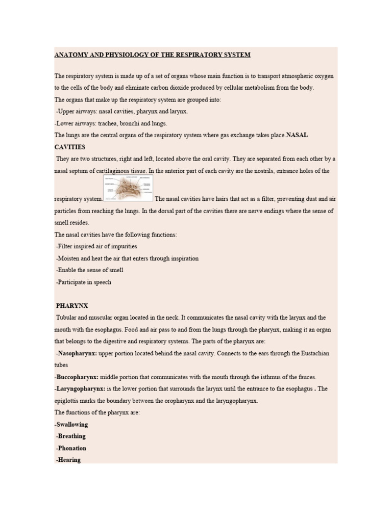 Anatomy and Physiology of The Respiratory System | Download Free PDF ...
