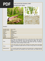 NSIC Seed Variety Catalogue 2023 | PDF | Rice | Organisms