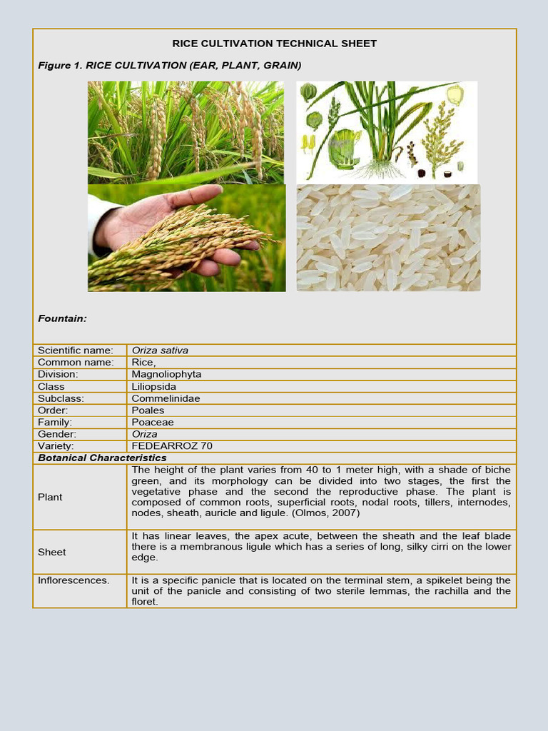 Technical Data Sheet For Rice Cultivation | PDF | Rice | Fertilizer