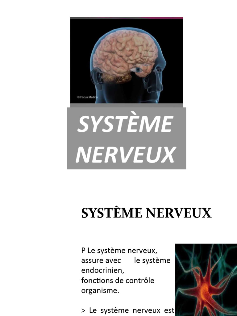 Évaluation du Système Nerveux 4ème | PDF | Système nerveux | Cerveau