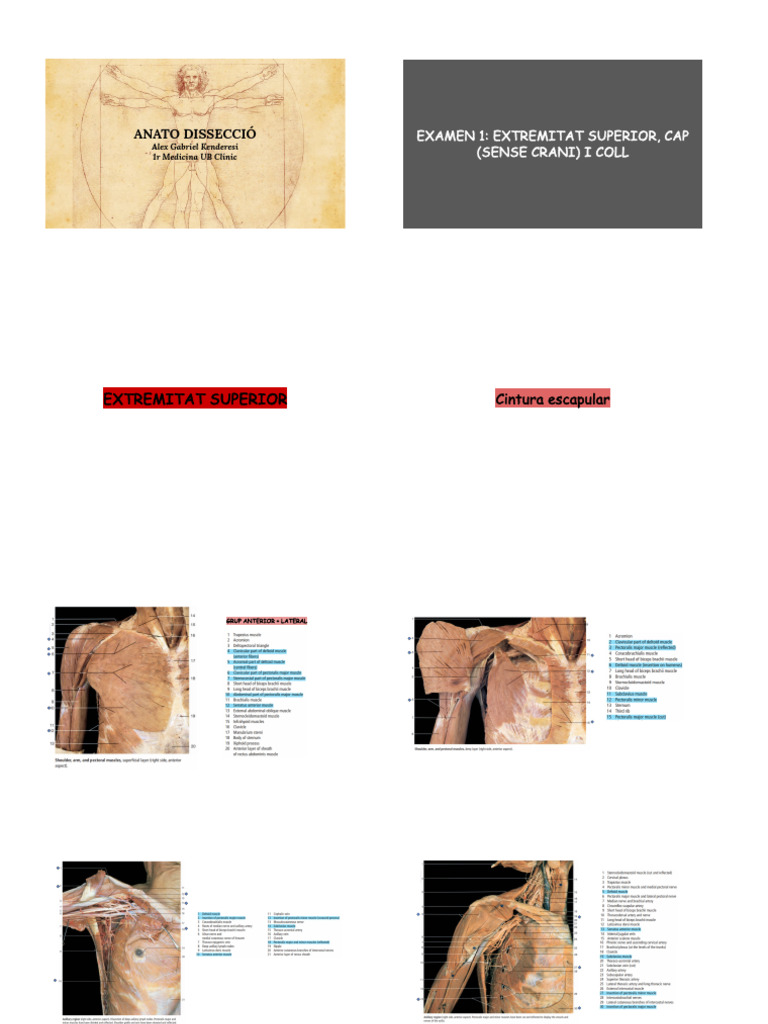 Prácticas Anato | PDF