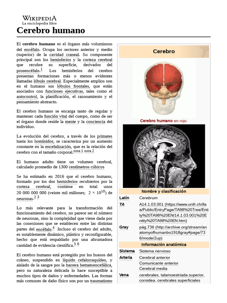 Anatomía del Cerebro Humano | PDF | Cerebro humano | Corteza cerebral