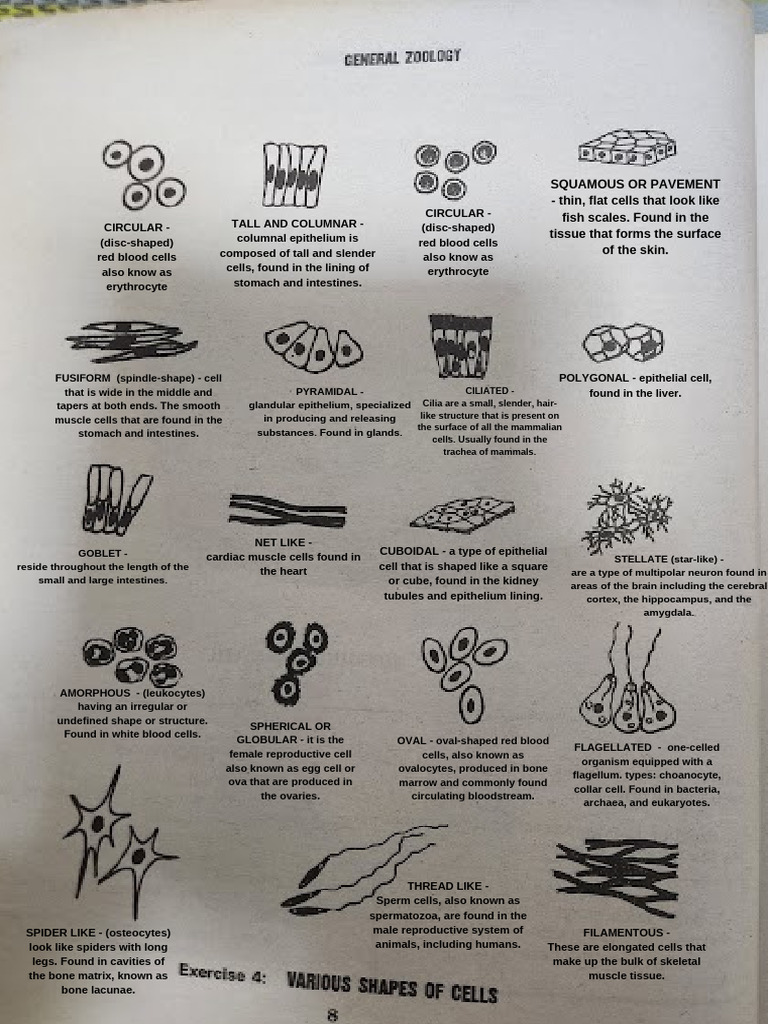 Various Cell Shapes Adajar 1 | PDF | Epithelium | Anatomy