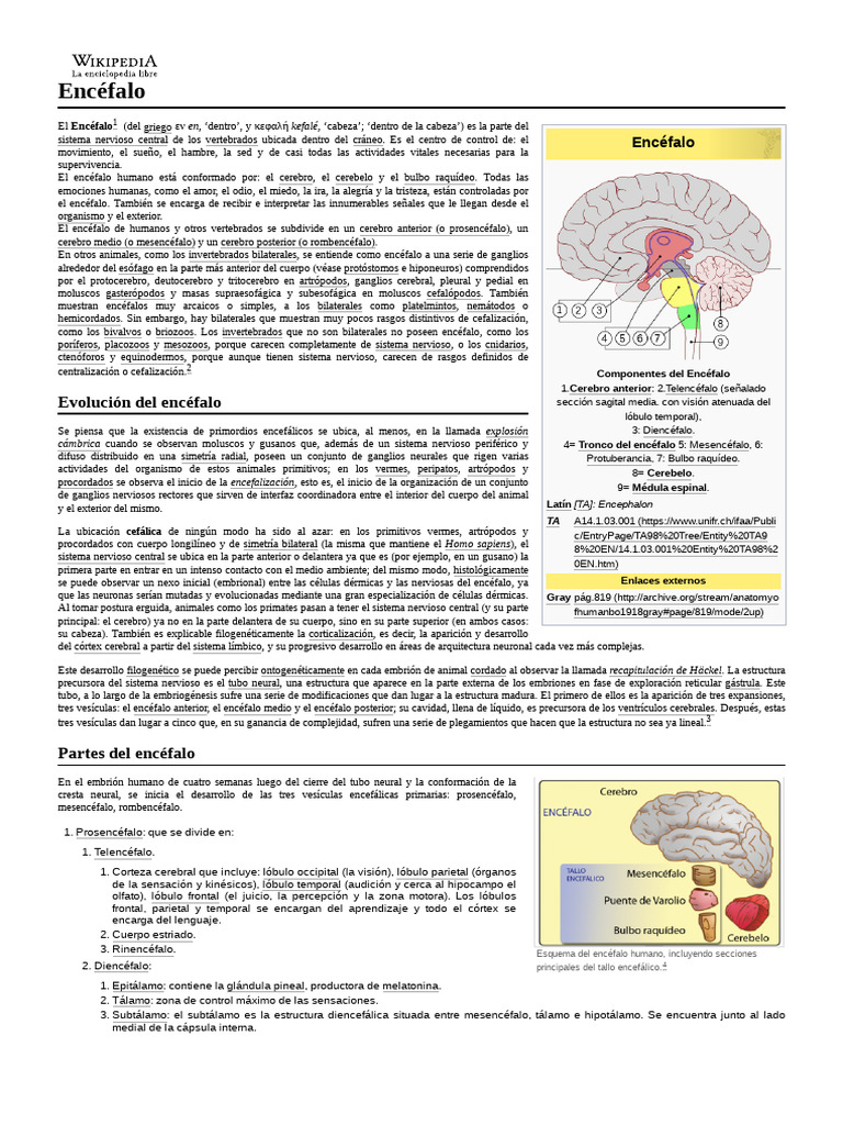 Encéfalo | PDF | Cerebro | Neurona