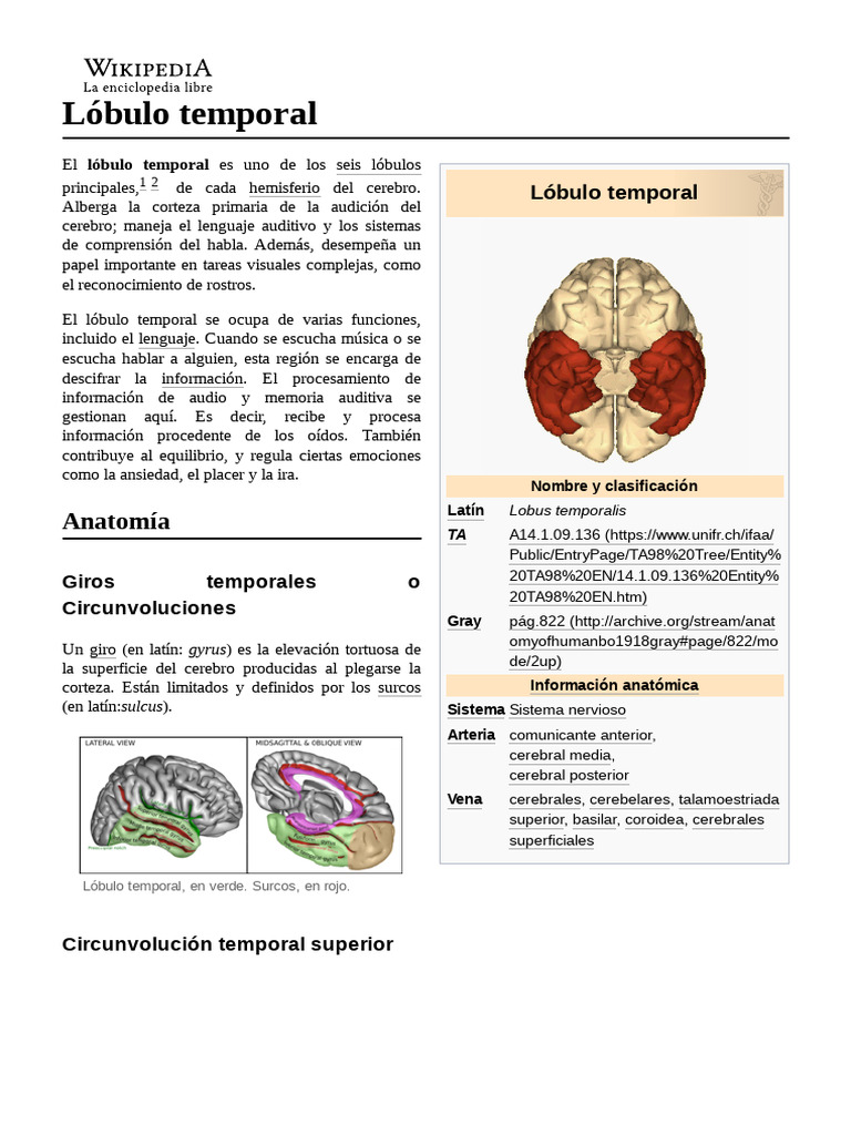 Lóbulo Temporal | PDF | Lóbulo temporal | Neurología