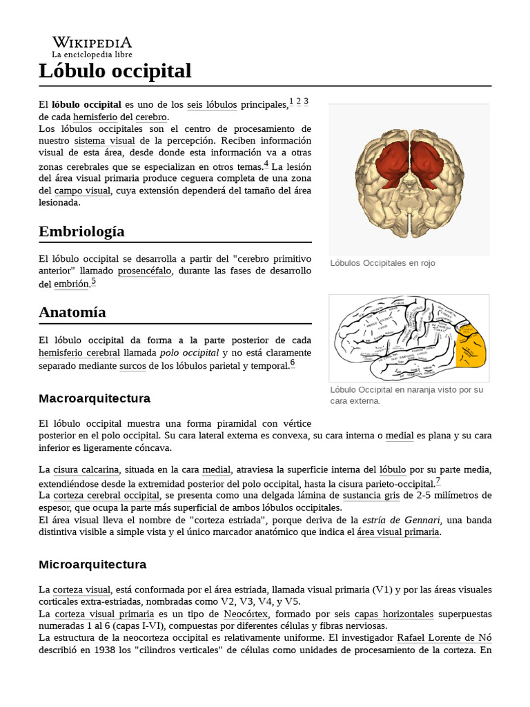 Lóbulo Occipital | PDF | Lóbulo occipital | Cerebro