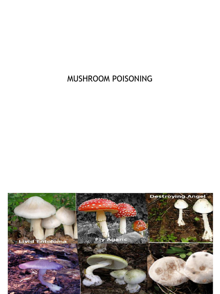 Mushroom Toxicity | PDF | Psilocybin | Diseases And Disorders