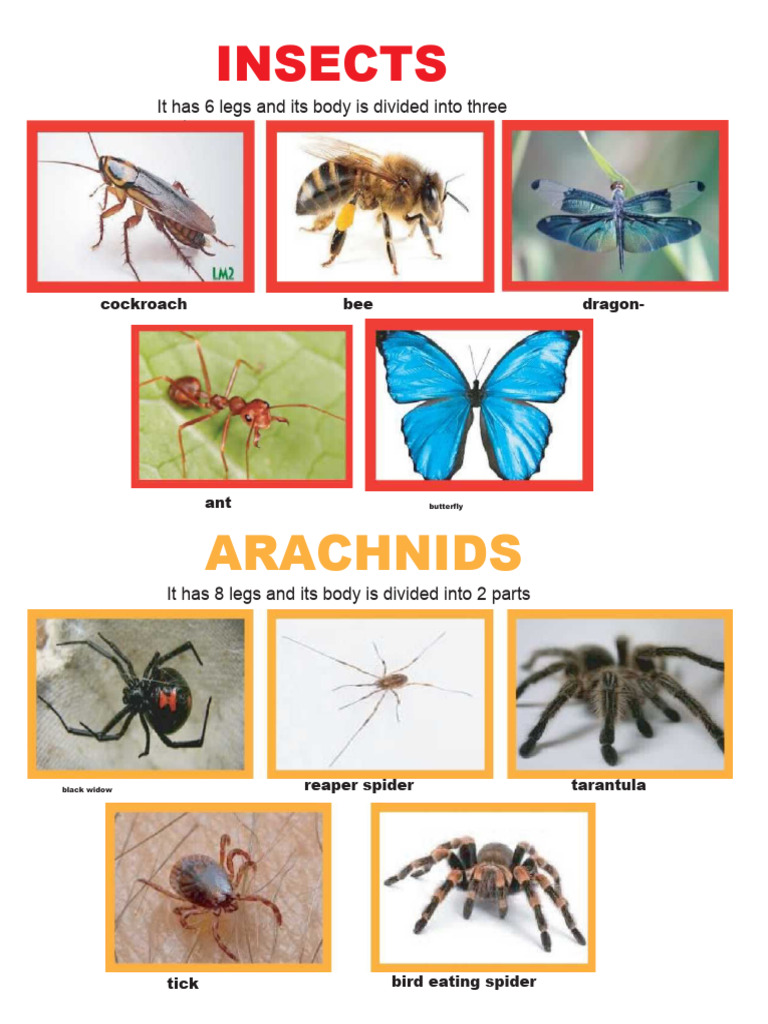 Insects Album | PDF | Egg | Amphibian
