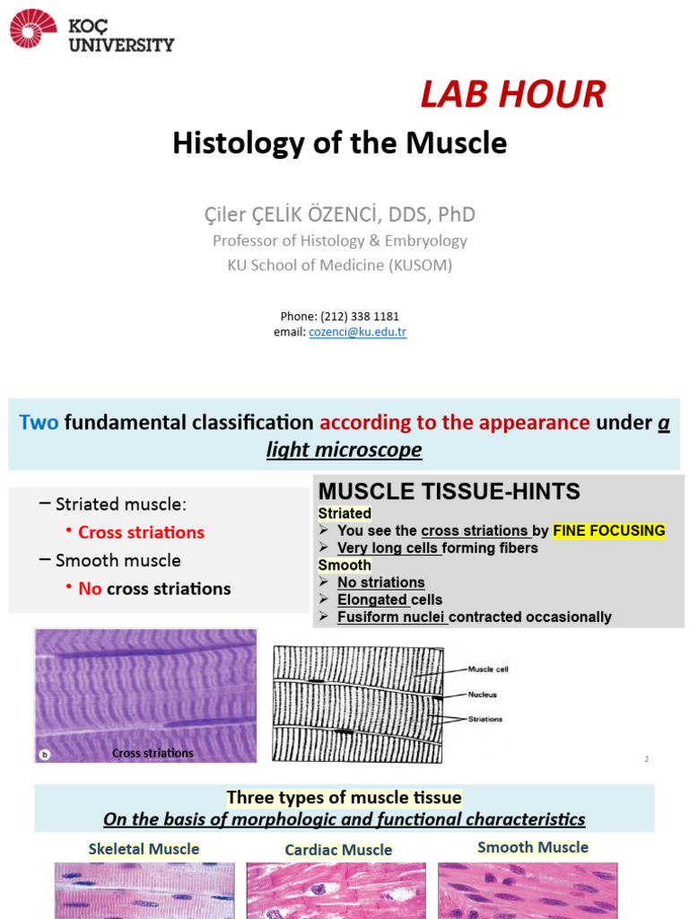 LAB - Histology of The Muscle Tissue The HINTS | PDF | Muscle | Cardiac ...