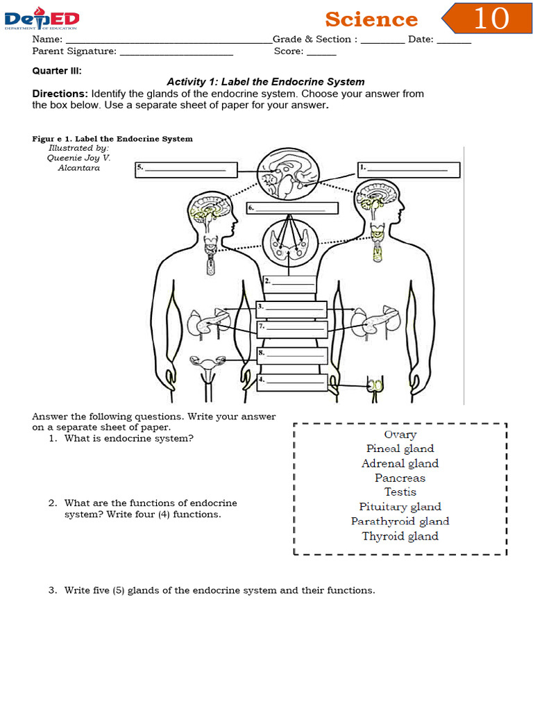 Science 10 q3 Activity | PDF | Endocrine System | Hormone Replacement ...