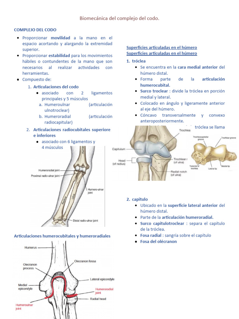 Biomecánica Del Complejo Del Codo. | PDF | Codo | Anatomía