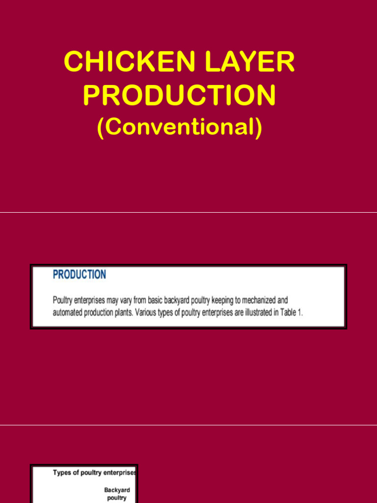 Conventional Chicken Layer Production | PDF | Poultry Farming | Chicken