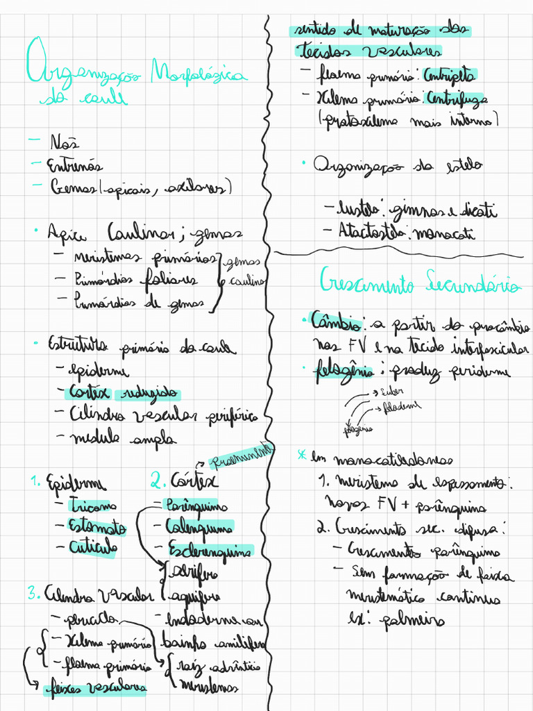 Anatomia Do Caule - 240603 - 154049-1 | PDF