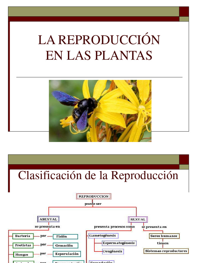 Reproduccion de Plantas | PDF | Flores | Reproducción